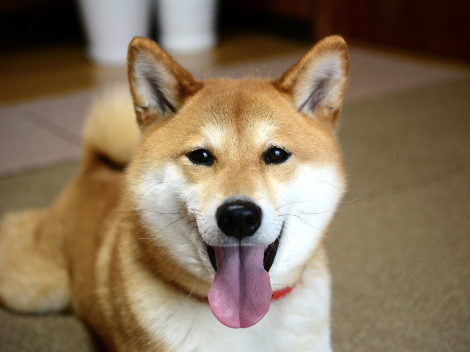 Japanese dog ： 日本犬 | 言の葉ネット